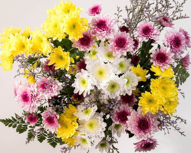 The Cressida – The Flower Farm Corporation